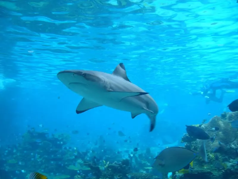 Ing Australia, mateni hiu kanggo turis