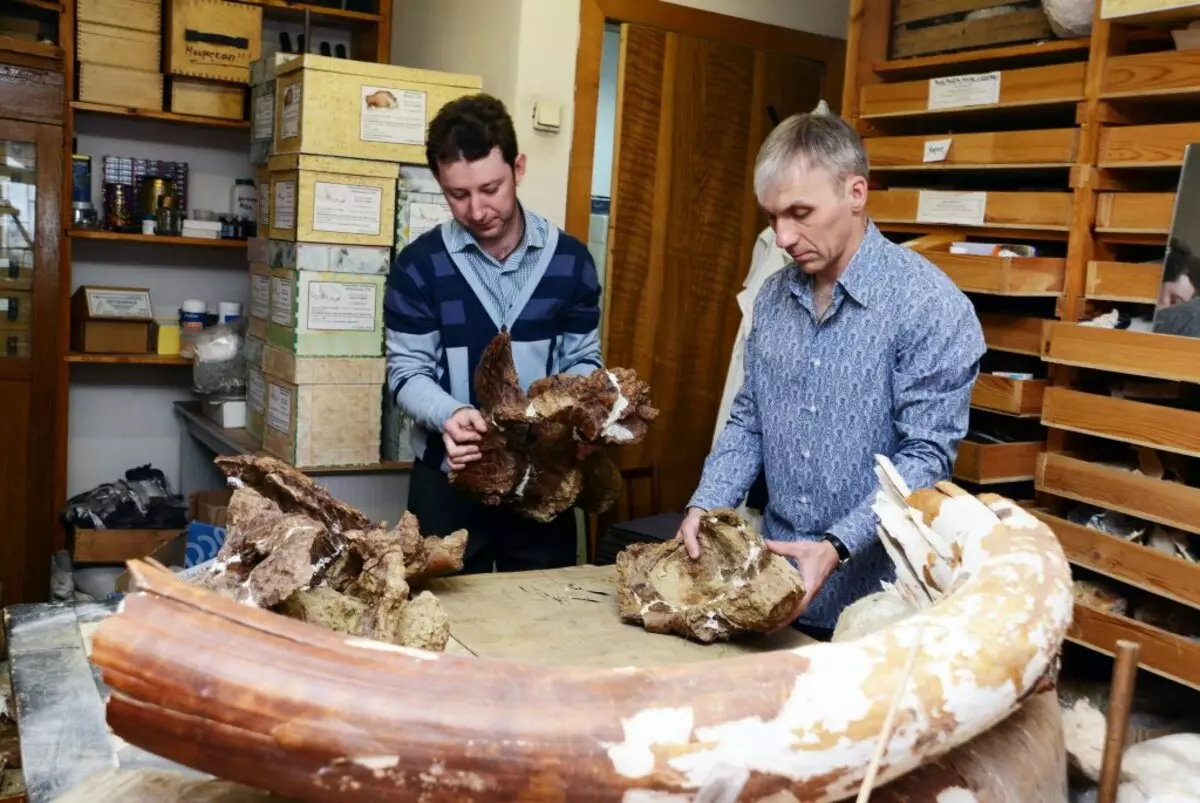 En Rusia, atopouse un novo xénero de dinosauro