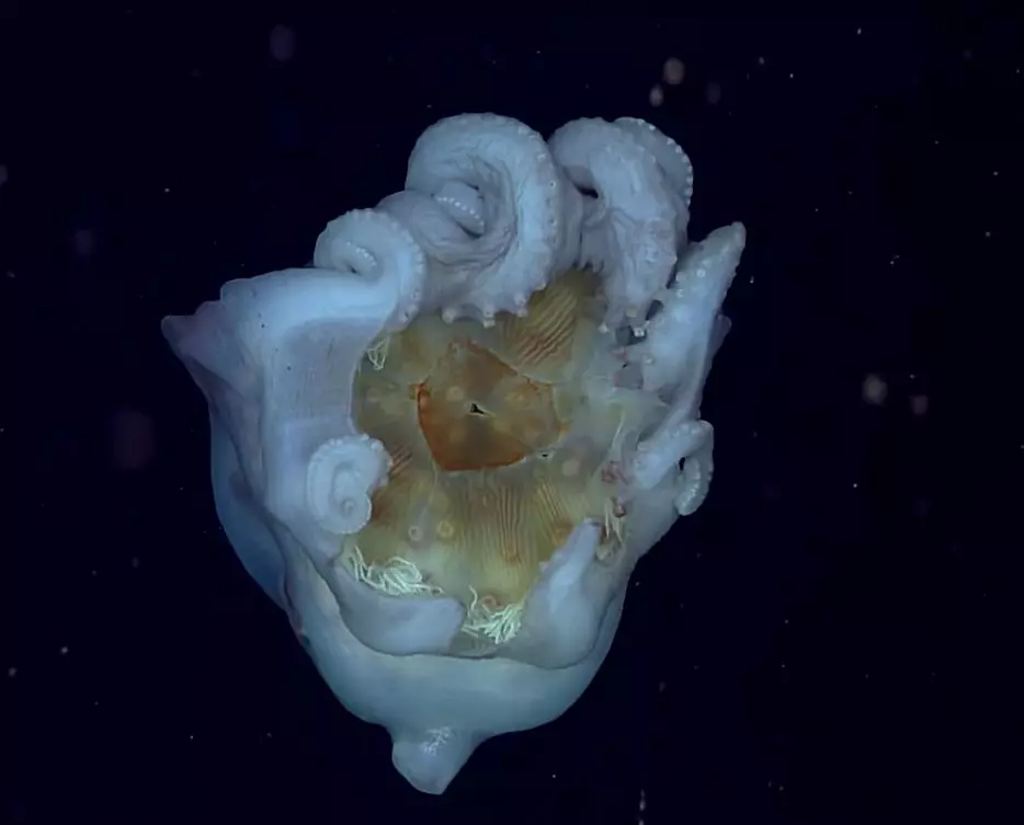 Октопод користи медуза останува како оружје: Видео
