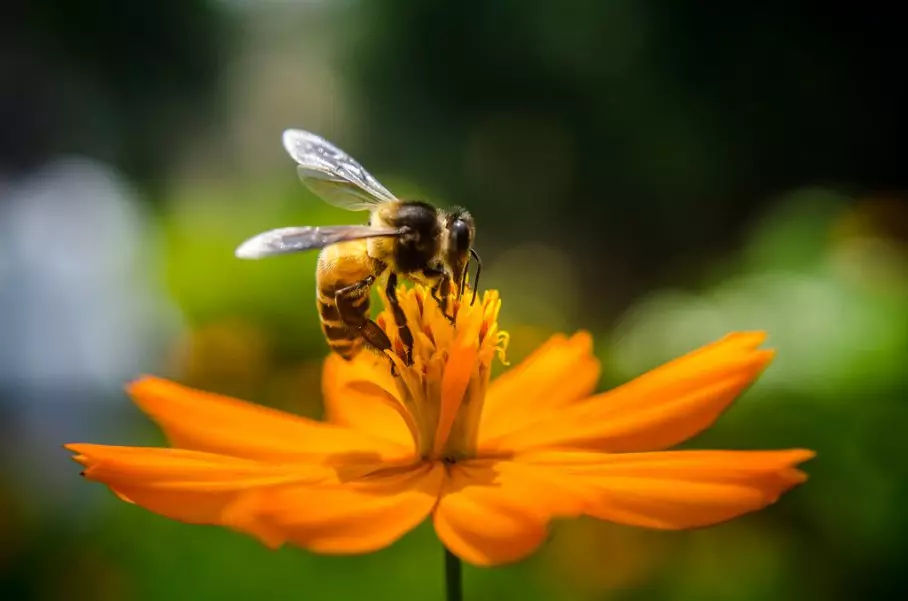 Op aarde kan niet bijen blijven