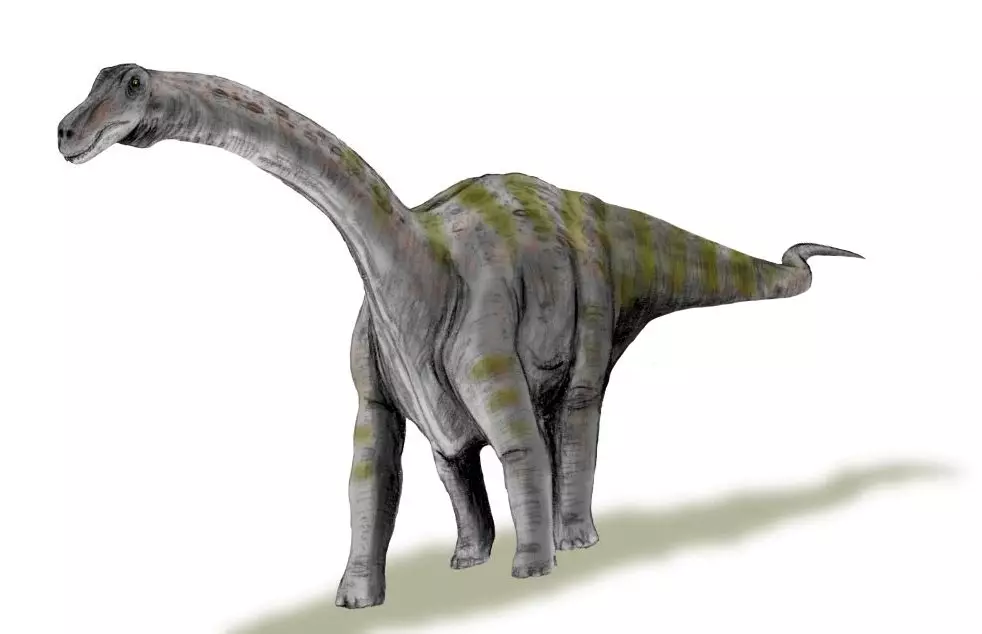 Titanosaurier wurden unabhängig geboren