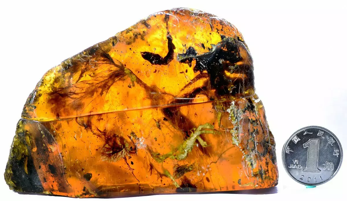 Iyo chick yeiyo fossil shiri inotonhora mu amber: foto
