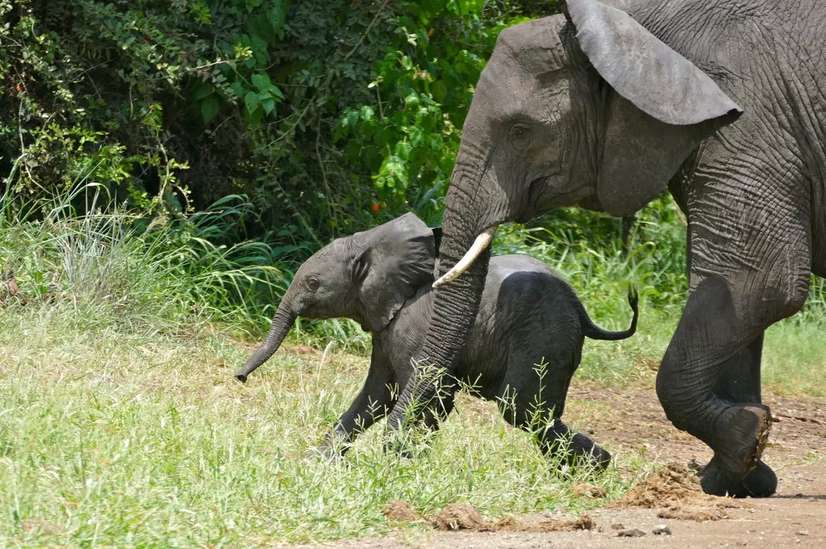 Tien olifante vergiftig in Afrika