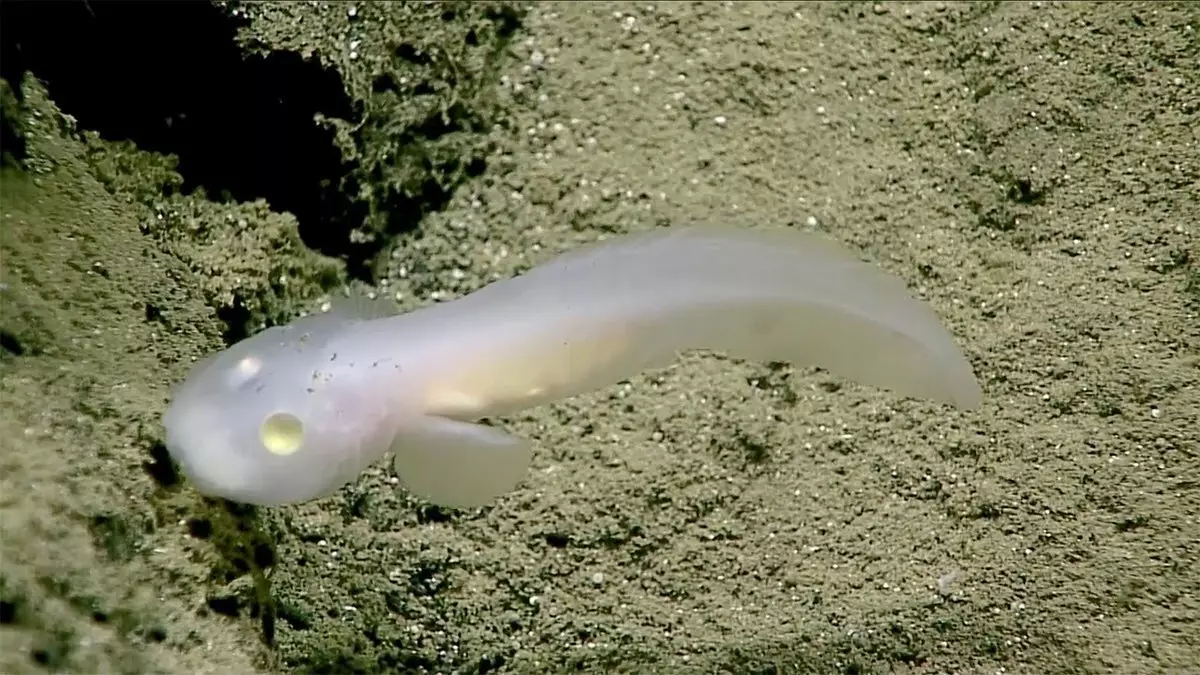 Ghost FishはMariana Wpadsの日からどのようなものですか：ビデオ