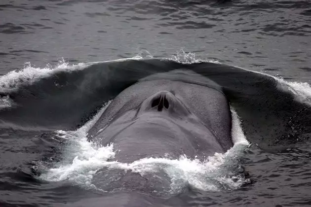 بلیو whale-blowhole.jpg.