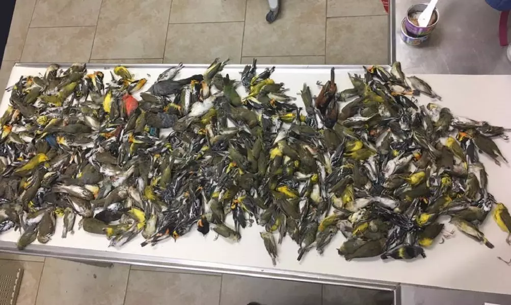 Hundrevis av fugler krasjet inn i en skyskraper i Texas: Video