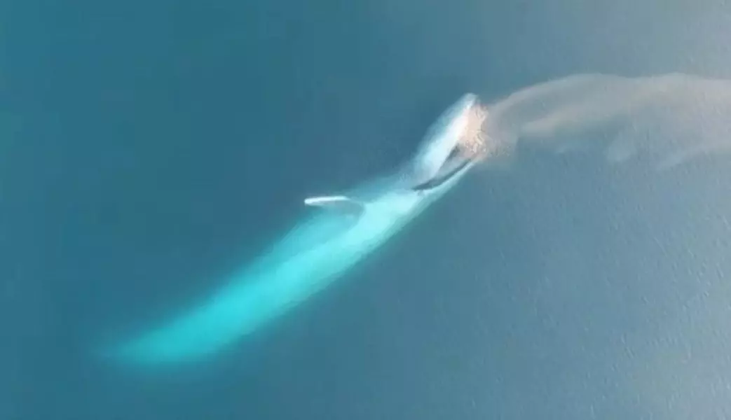 Wie nimmt die größte Kreatur auf der Erde: Video