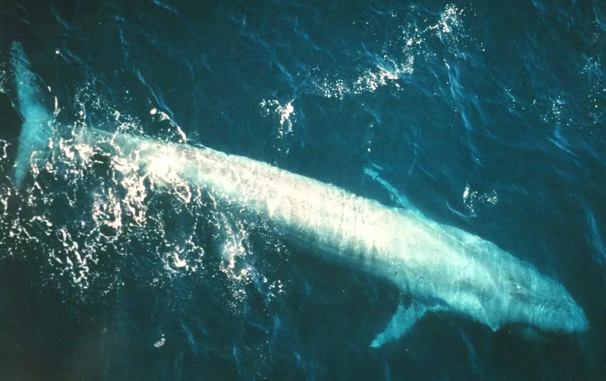 Nova Zelanda foi aberta por unha forma descoñecida de ballenas extinguidas