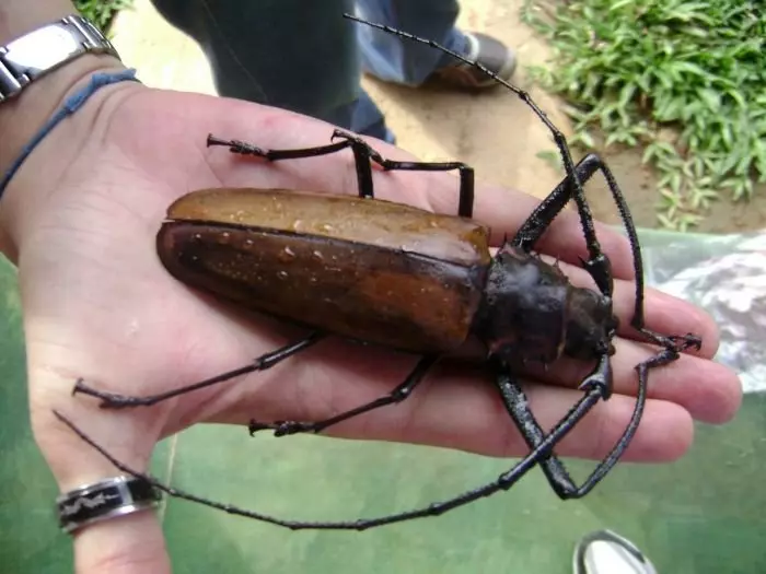 Kumbang terbesar