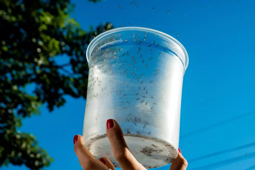 Brasil crea mosquitos xeneticamente modificados