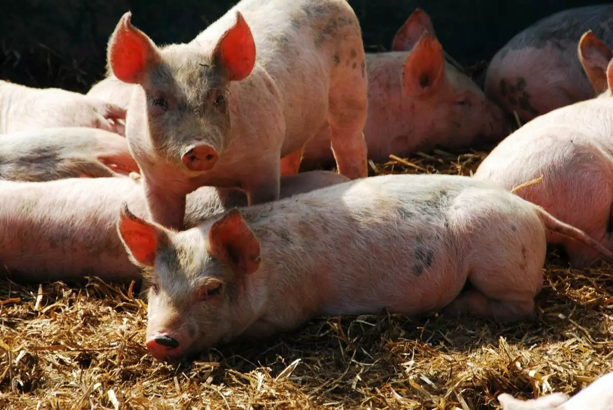 Transplanting porcine የልብ ሰው ይበልጥ እውን ሆነ