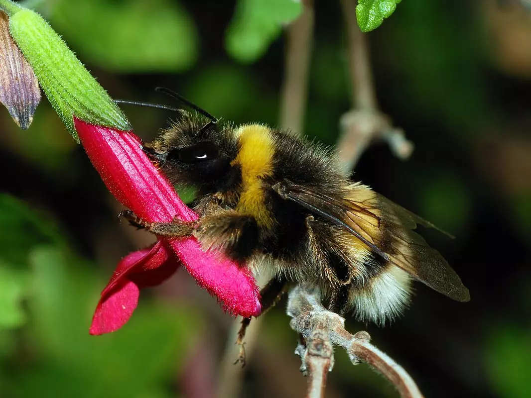 როგორ ჩადება Bumblebees ბედნიერი: ვიდეო
