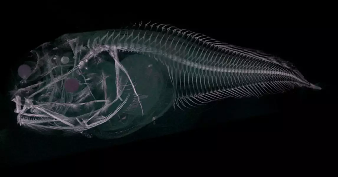 Nove vrste dubokih riba su otvorene