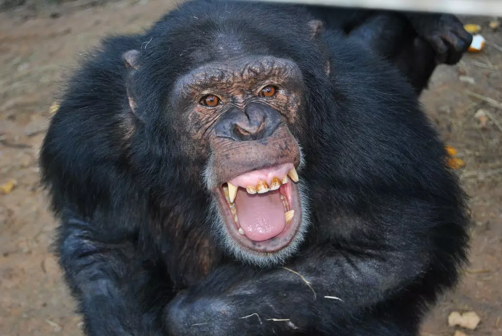 تنفيذ فيلم دموي من قبل الشمبانزي: فيديو
