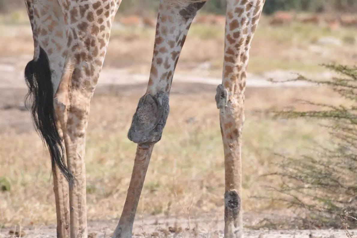 "Çal aýak": Giraffesleriň näbelli keseli
