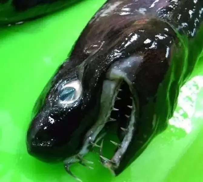 Kini Kini Shark Bed-viper dabi: Fọto