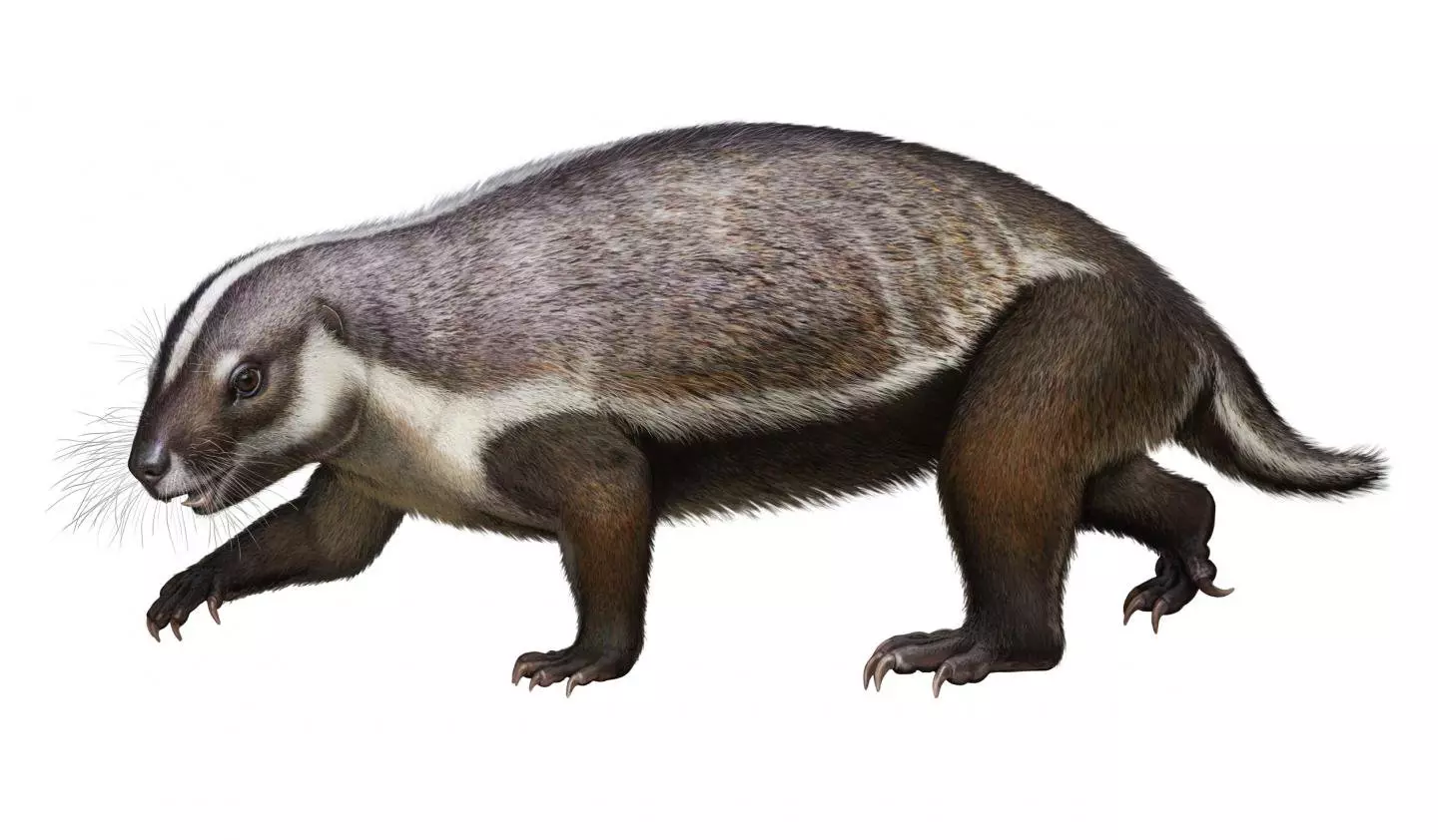 "Mad Beast": Et skelet af et mærkeligt gammelt dyr, der findes i Madagaskar