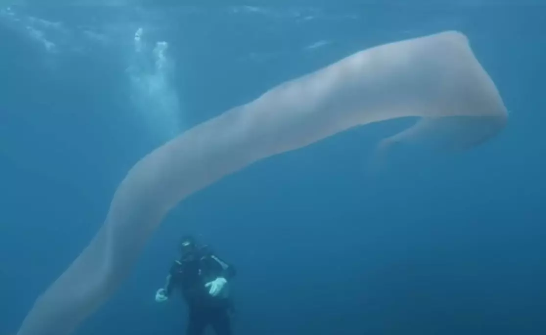 Dykkere møtte den mystiske undervannsinnbyggeren: video