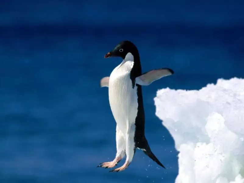 Bakit ang mga penguin ay may gait