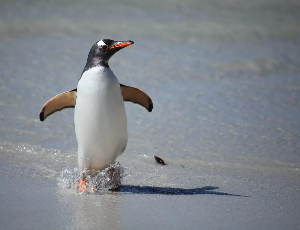 Chim cánh cụt bị bắt khi cố gắng trốn thoát khỏi sở thú