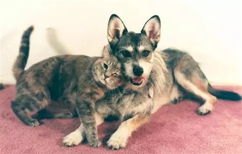 Dog that helped cats