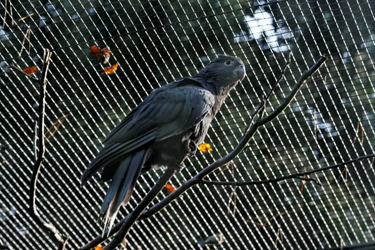 Video: Parrots Gunakan alat untuk makanan penambangan