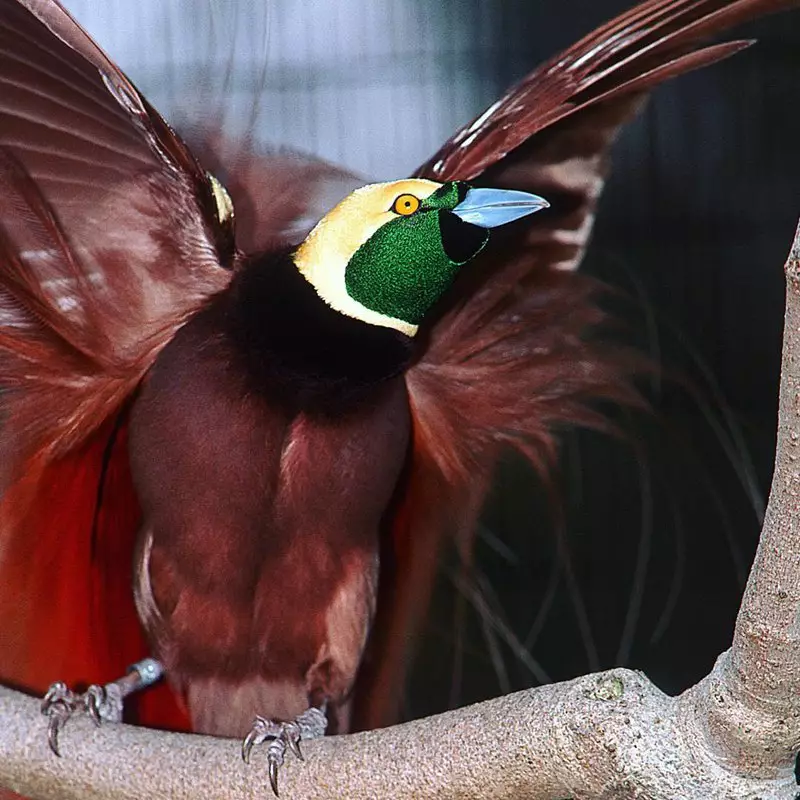 Пташеня райського птаха вперше народився в європейському зоопарку