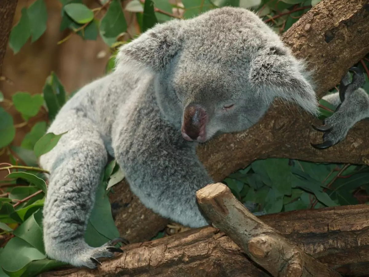 Защо Koala прегръща дървета?
