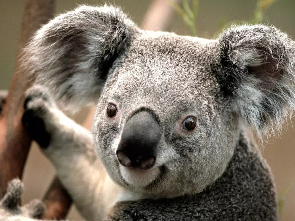 Koala mai inteligent decât am crezut