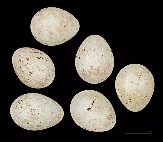 Vogels leerden om eieren van Cuckoo te verdedigen