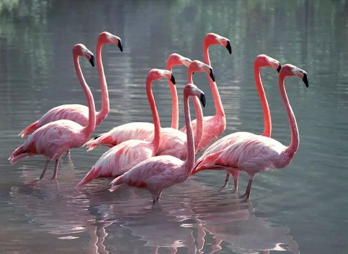 Flamingo lan pewarnaane