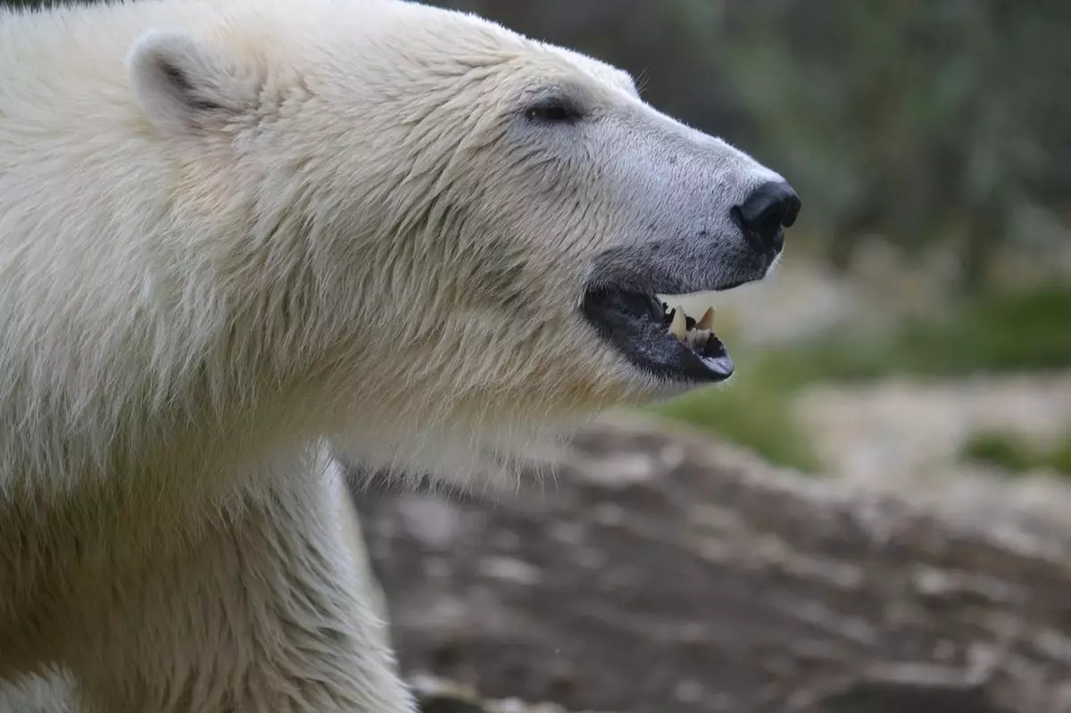 óssos blancs sempre estan infectades amb productes químics tòxics