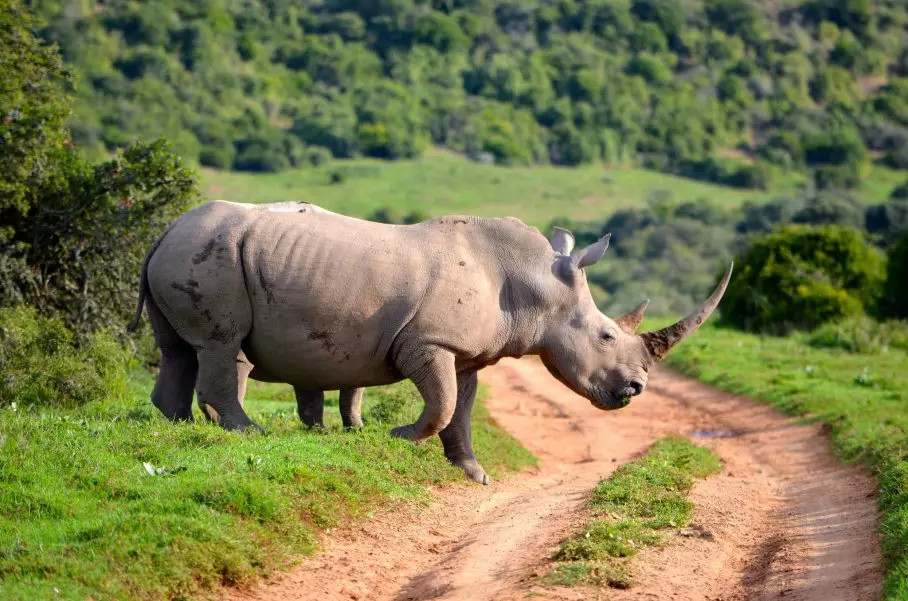 Killers rinocerontes