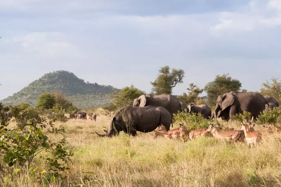 Les braconniers détruisent tous les éléphants et les rhinocéros pendant 20 ans