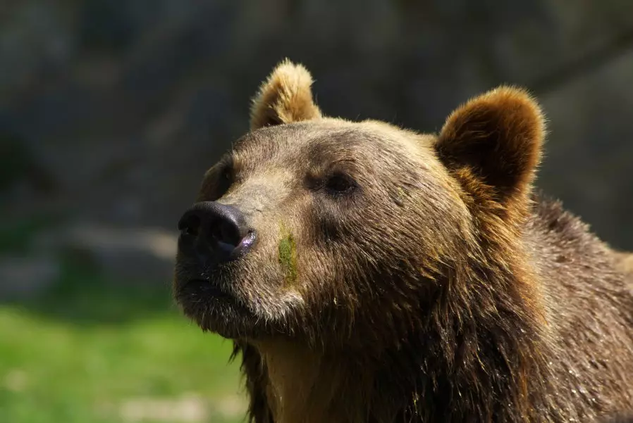 Wolves National Park Yellowstone dapat menghemat beruang dari kematian