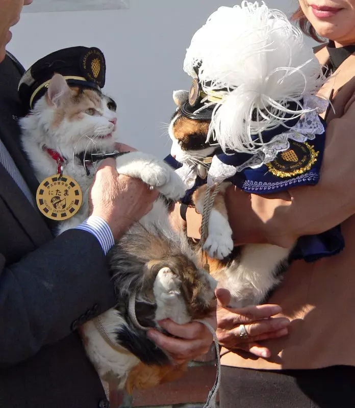 A estação japonesa cuidará de um novo gato