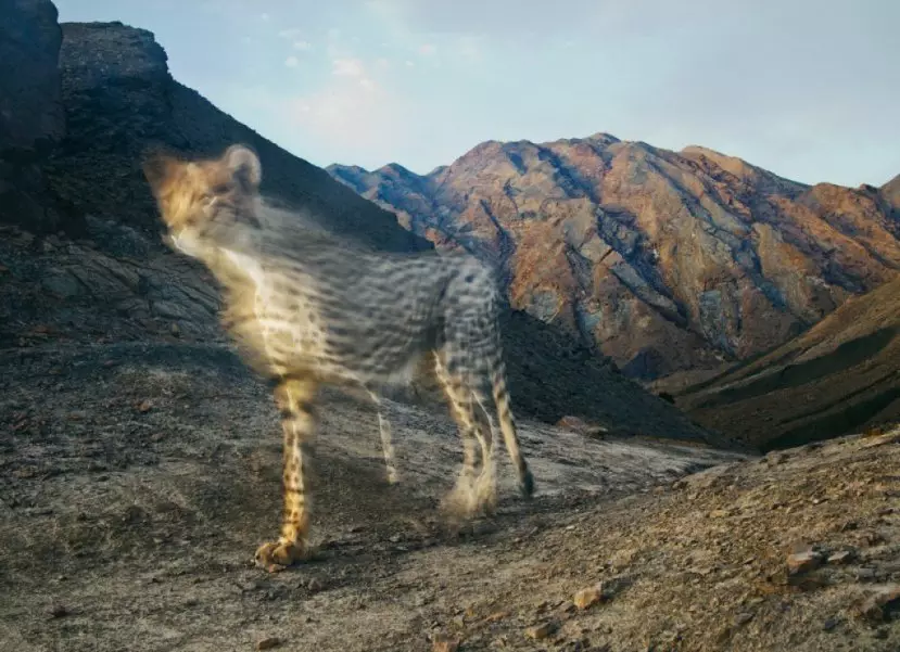 Cheetahs: тичам, за да оцелееш