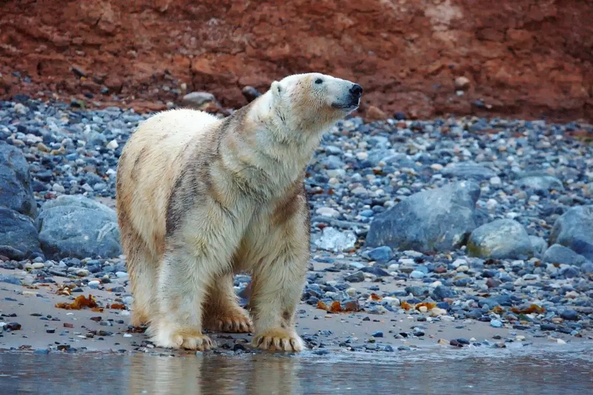 11 zanimljivih činjenica o polarni medvjedi