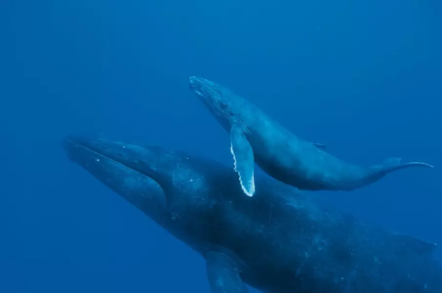 Jeta e Whales Humpback: shëtitore në oqean dhe këngë misterioze