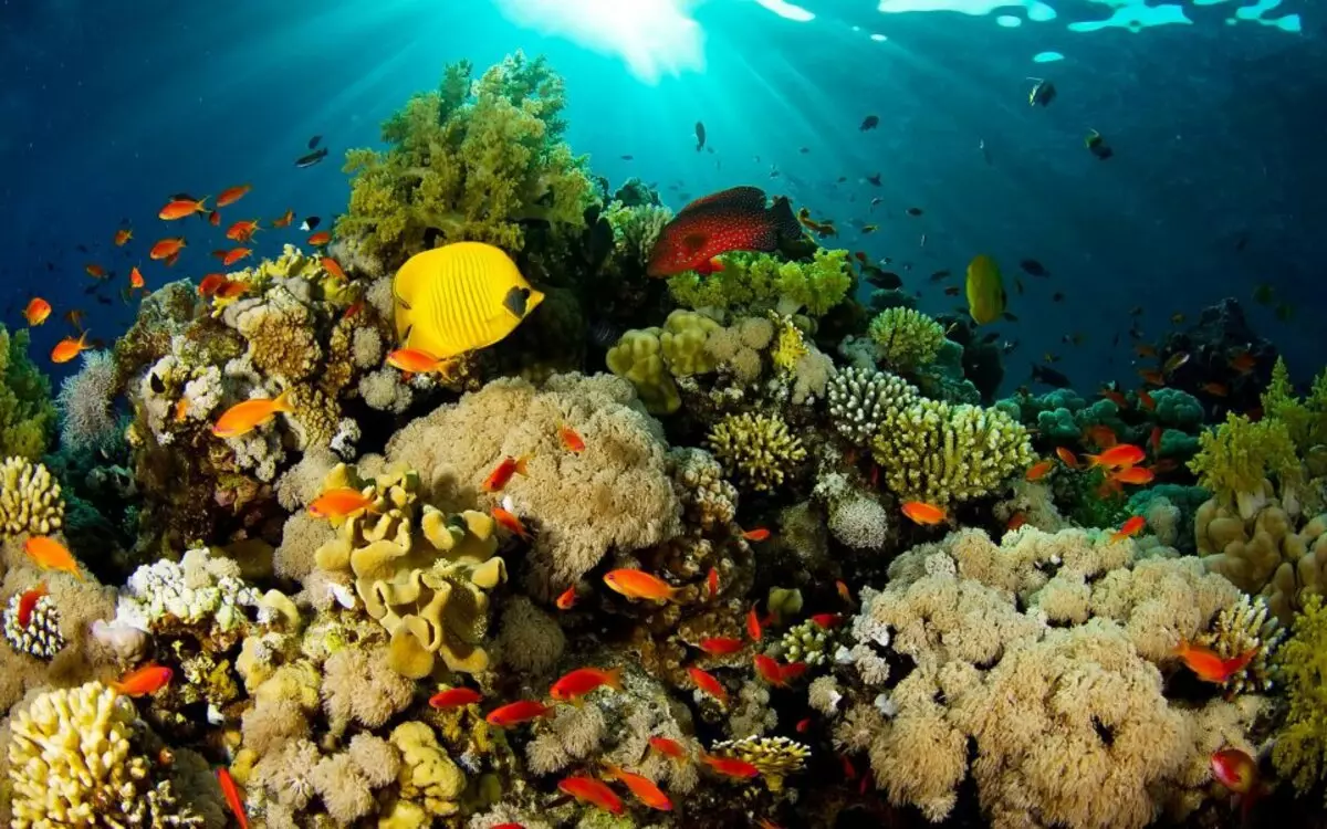 जागतिक महासागर आणि त्याच्या रहिवाशांबद्दल 8 तथ्ये