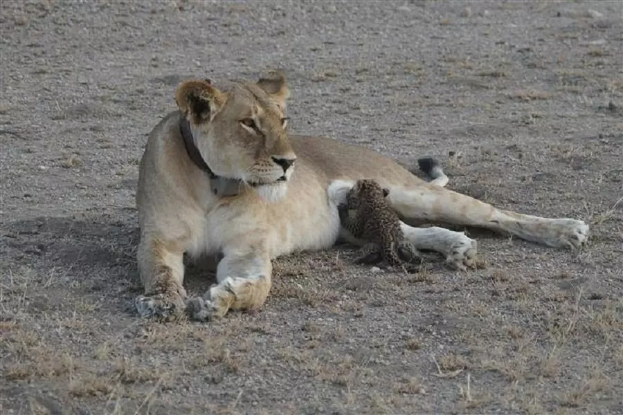 En Tanzania, Lioness adoptou Leopard