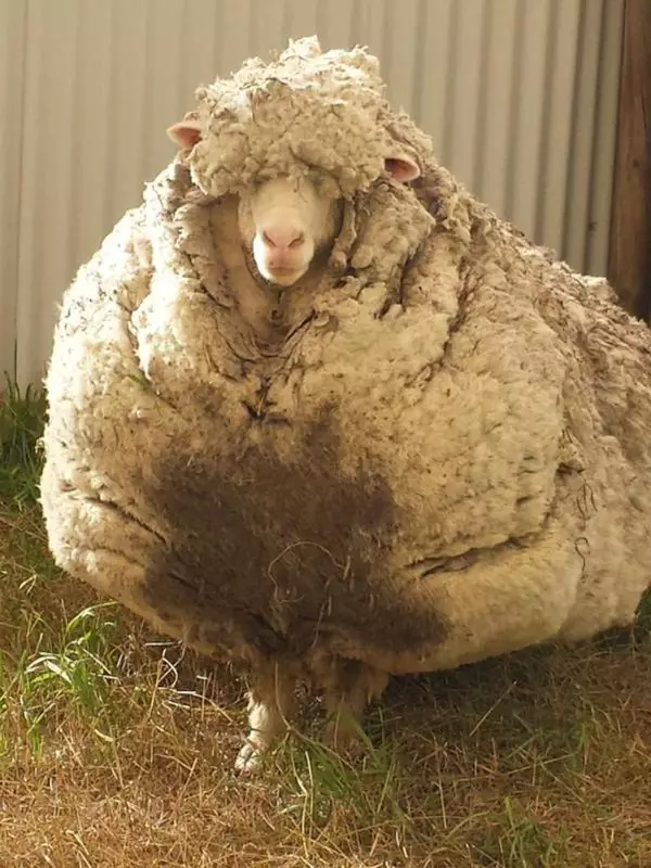 Ovelhas perdidas refletidas 40 quilos de lã