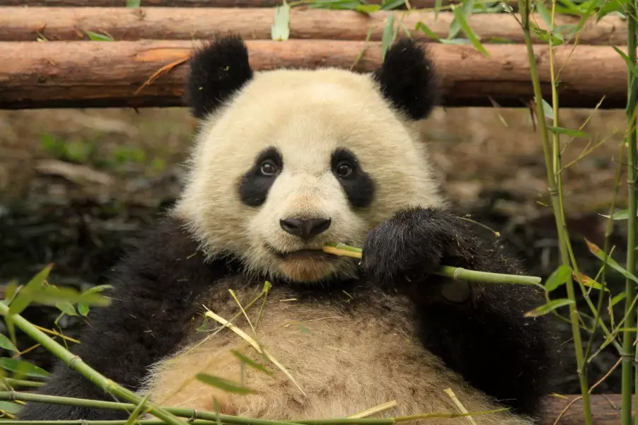 Panda ag iompar clainne ar mhaithe le borróga breise