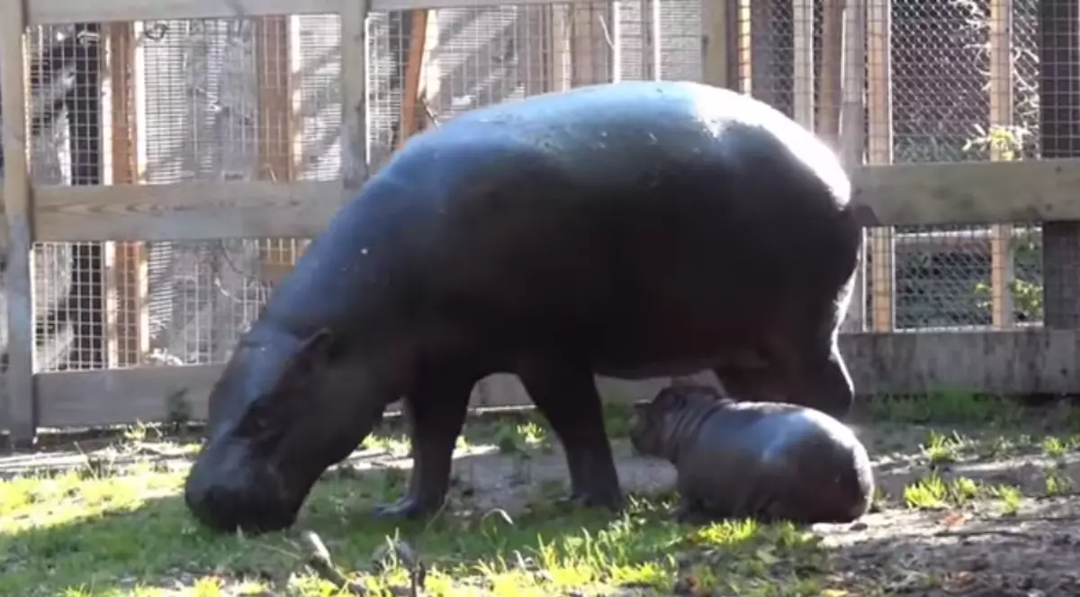 In Sweden, a young dwarf hippo was born