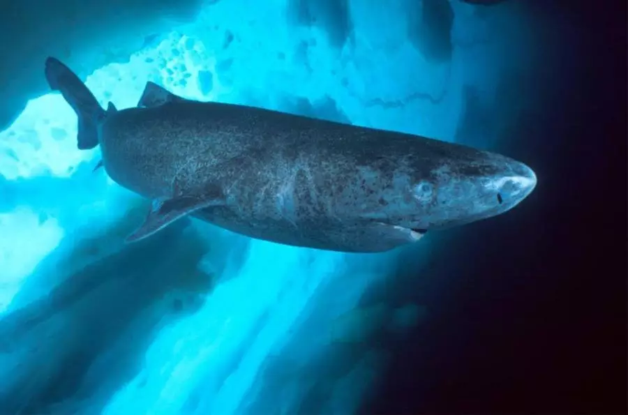 為什麼格陵蘭島北極星 - 最慢的魚？