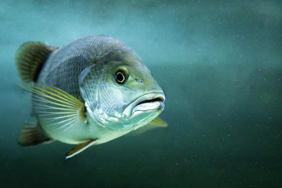 Ocean Ocean gör fisk sårbar för rovdjur
