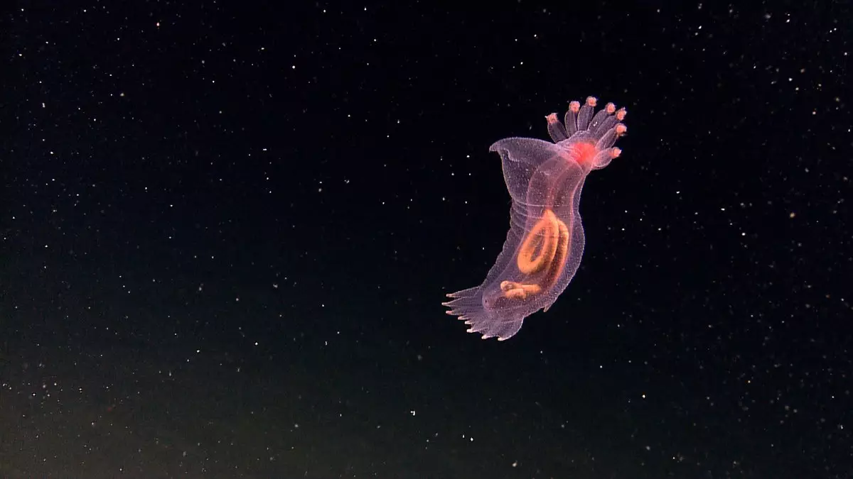 I botten av havet hittades tusentals icke tidigare varelser