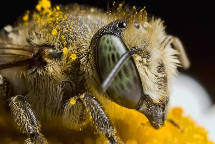 Varför bin dör bort