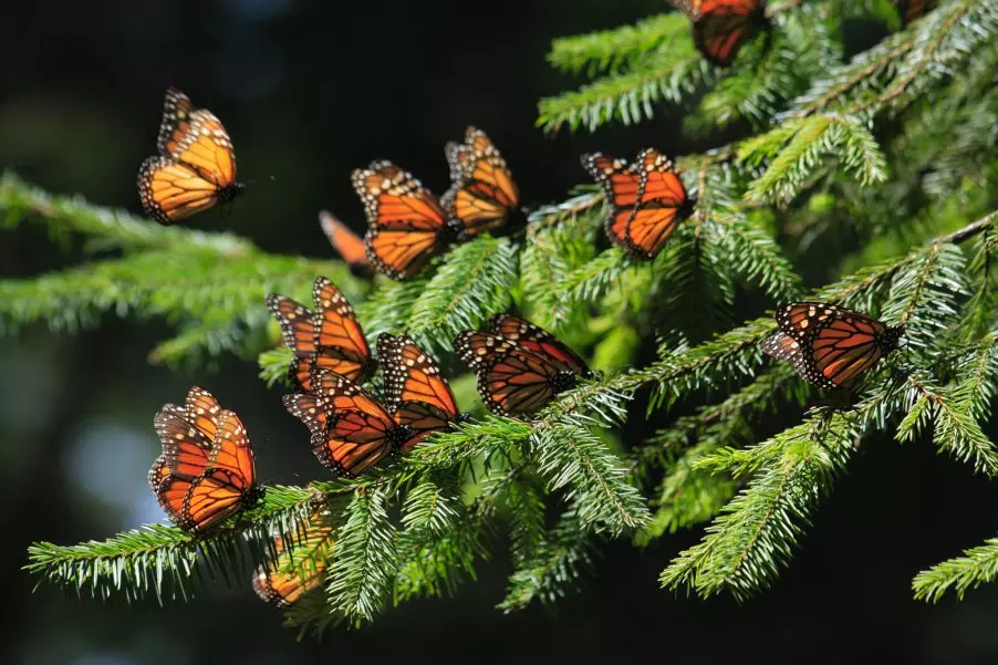 Butterfly Monarchs ມີເຂັມທິດສະມາທິ