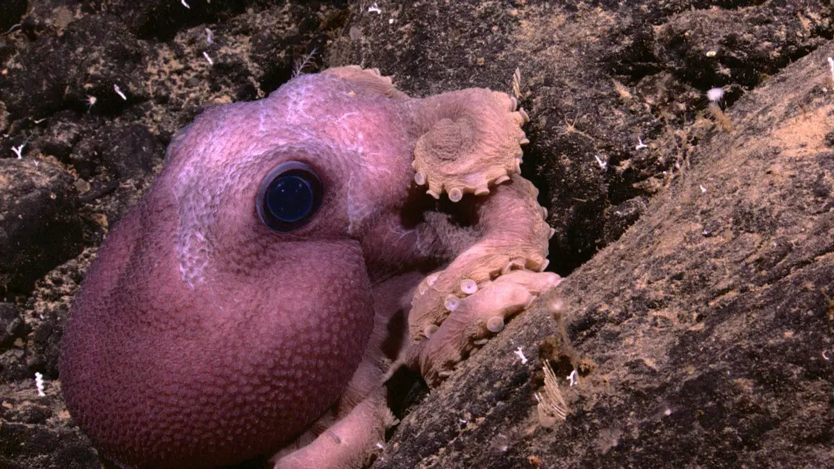 Video: kako bo hobotnica obvladala hišo v pesku